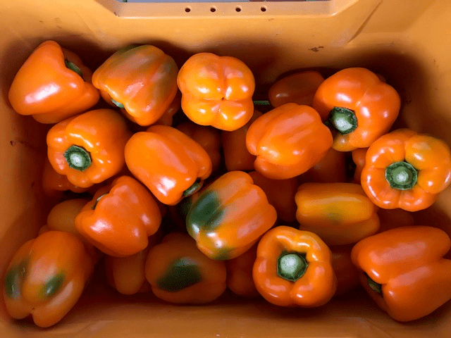 22-2-19 oranges capsicum | Martins Produce