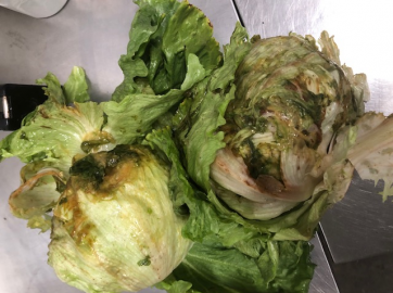 ROTTEN LETTUCE | Martins Produce