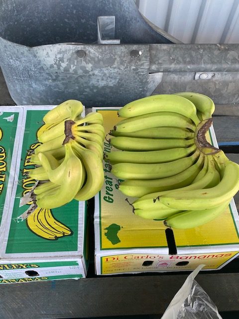 21-7-20 bananas 1 | Martins Produce
