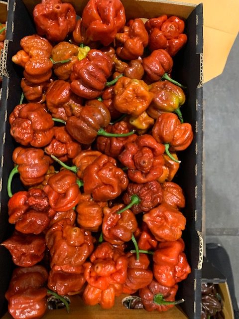 Red Scorpian Chilli | Martins Produce