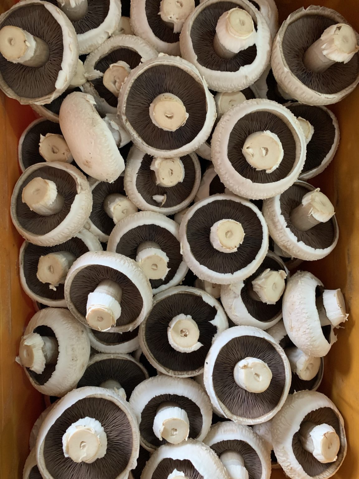 Field Mushrooms | Martins Produce